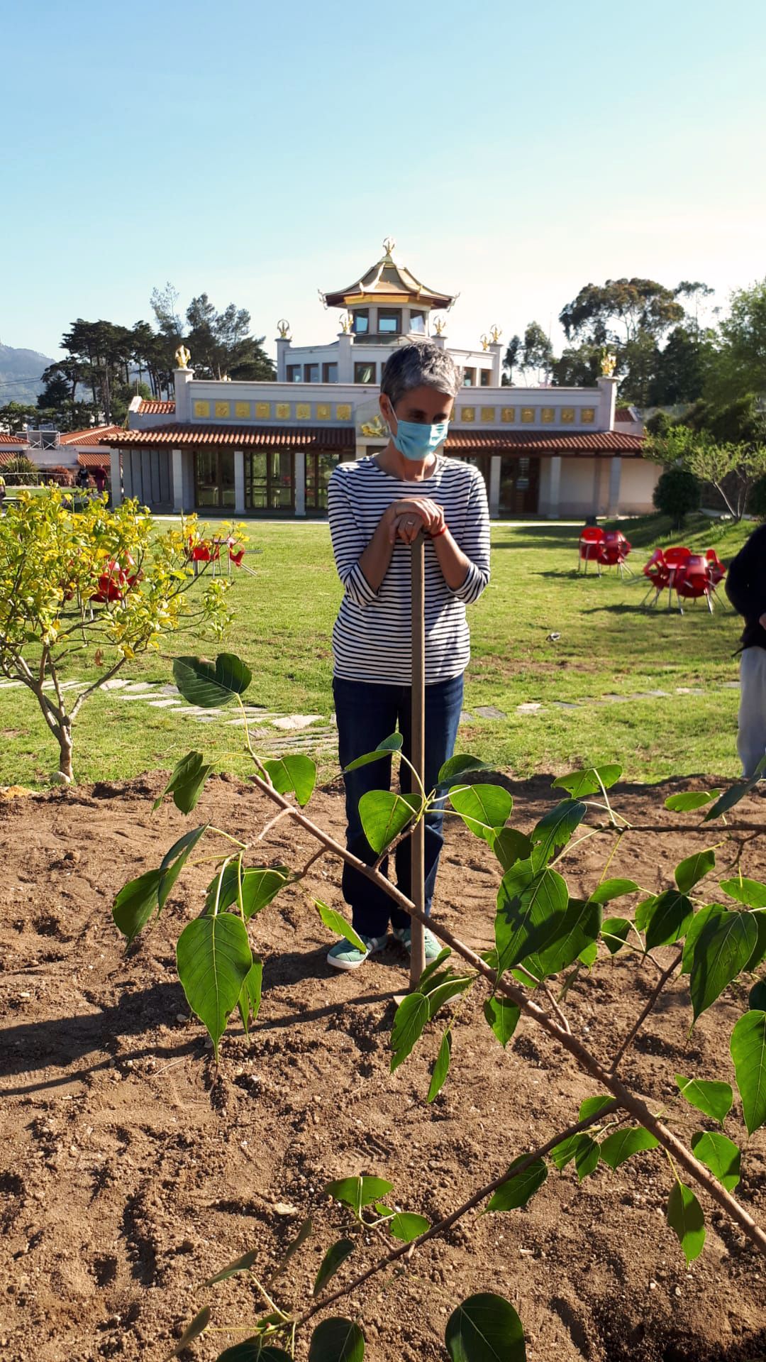 Baby Bodhi Tree - Kadampa Buddhism