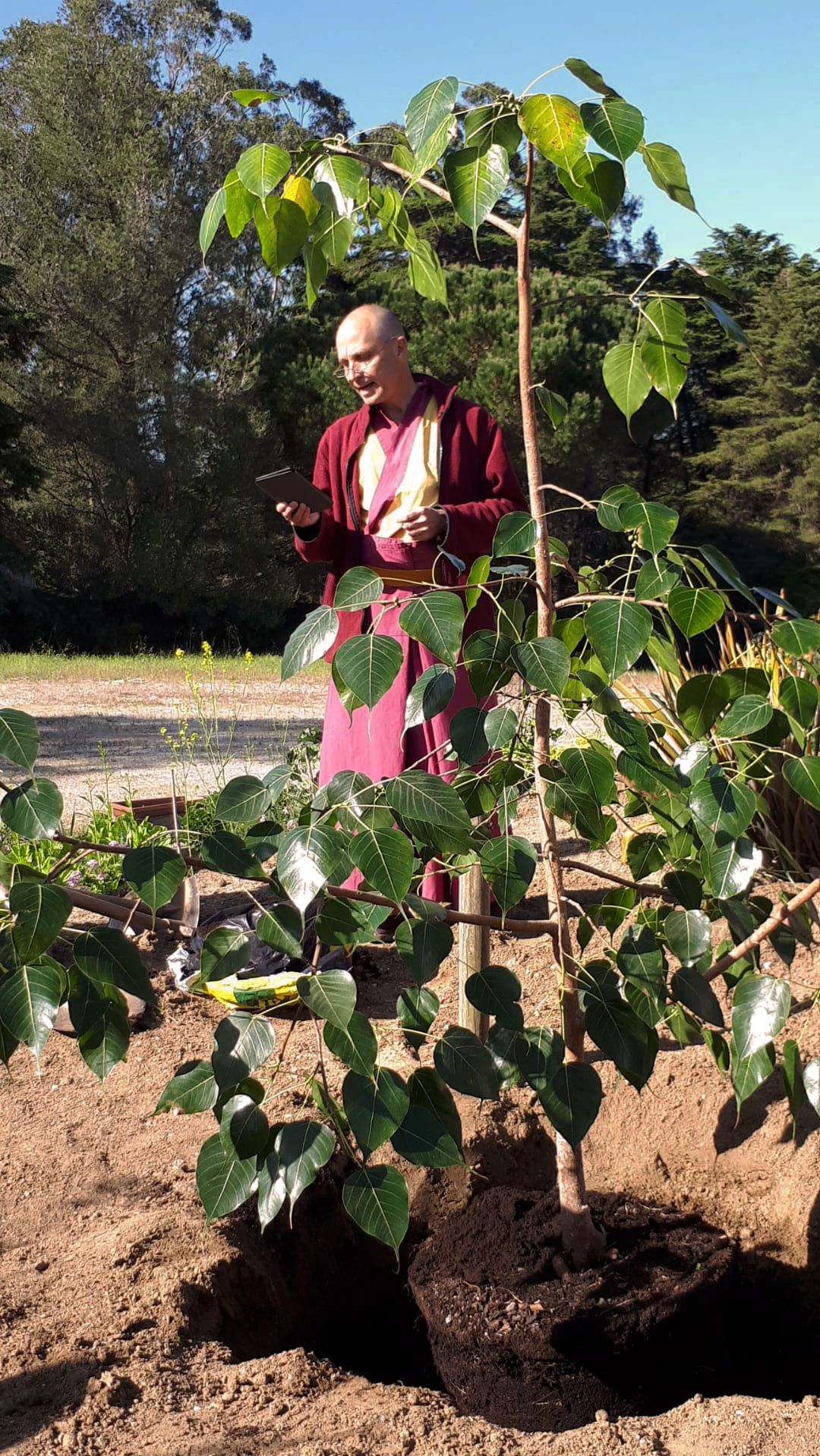 Baby Bodhi Tree - Kadampa Buddhism