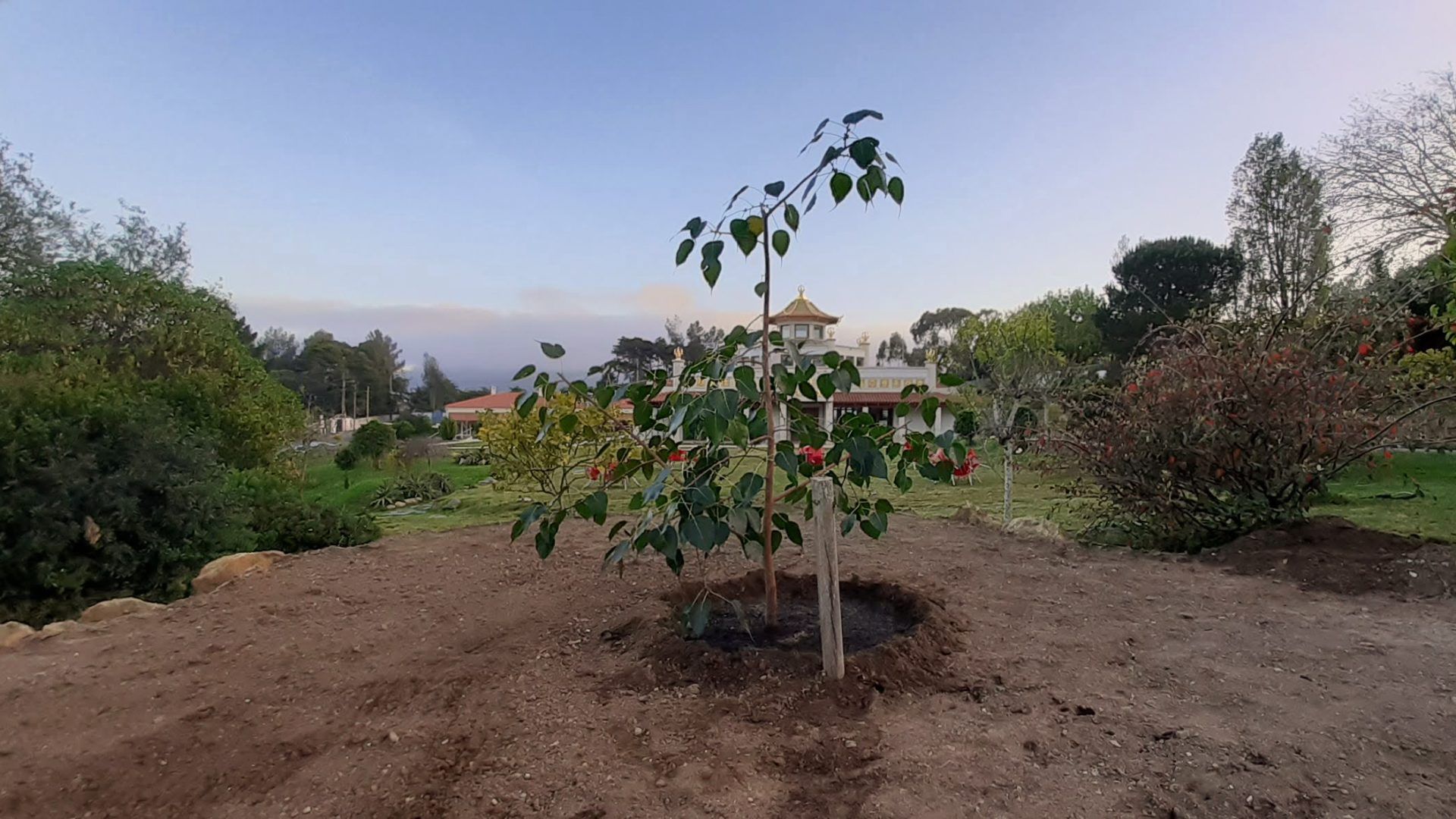 Baby Bodhi Tree - Kadampa Buddhism